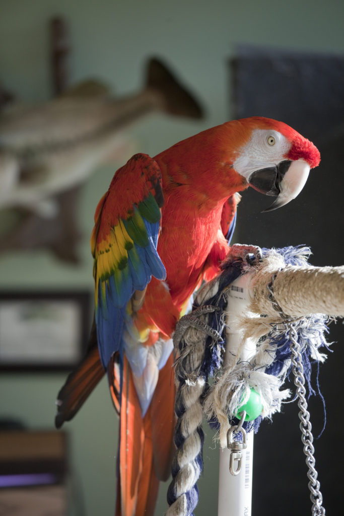 Bird’s brain: Nature center’s parrot stays sharp with movies, mischief ...